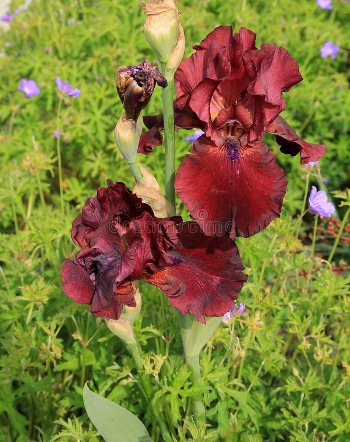 Red Irises stock image. Image of plant, iris, color, flower - 77784833
