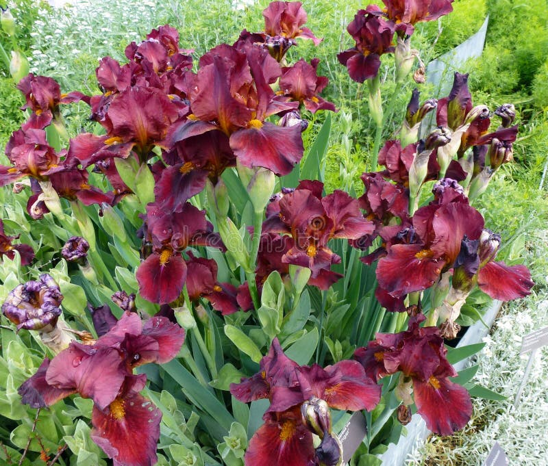 Red Irises stock photo. Image of flora, nature, outdoor - 93913800