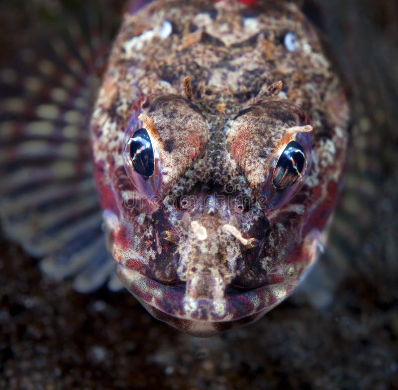 Red Irish Lord stock photo. Image of fish, marine, underwater - 27480958