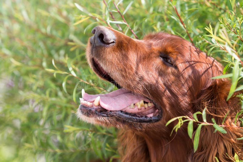 Red irish setter stock photo. Image of summer, tree, green - 25986562