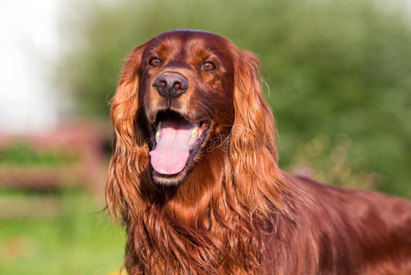 Red irish setter stock photo. Image of grass, head, irish - 26494812