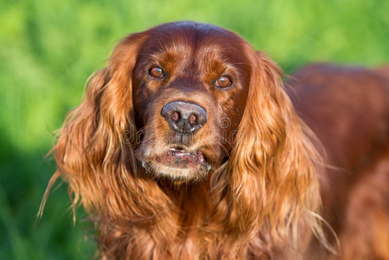 Red irish setter stock photo. Image of irish, green, summer - 26494854