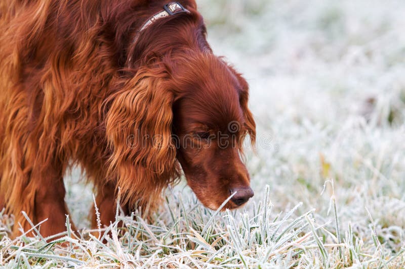 Red irish setter stock photo. Image of setter, plant - 27652480