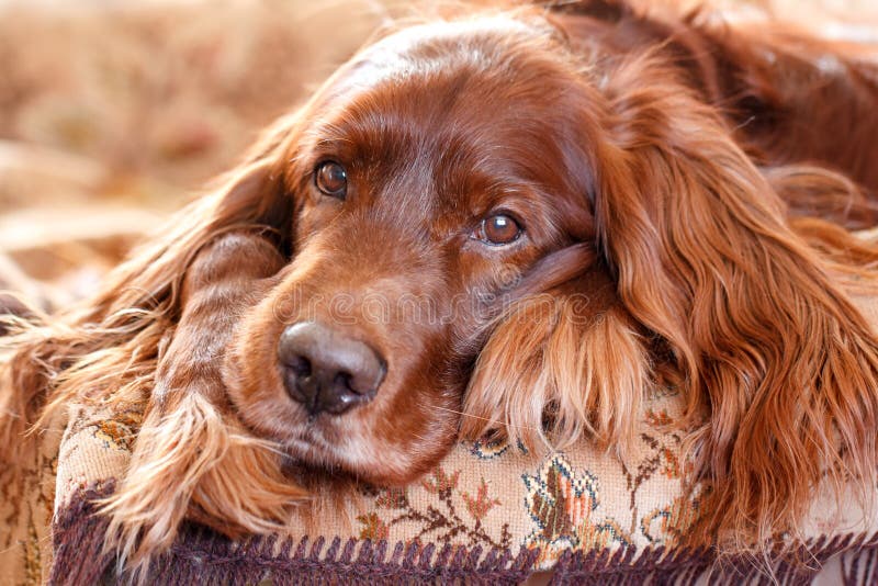 Red irish setter stock photo. Image of portrait, fringe - 29381878