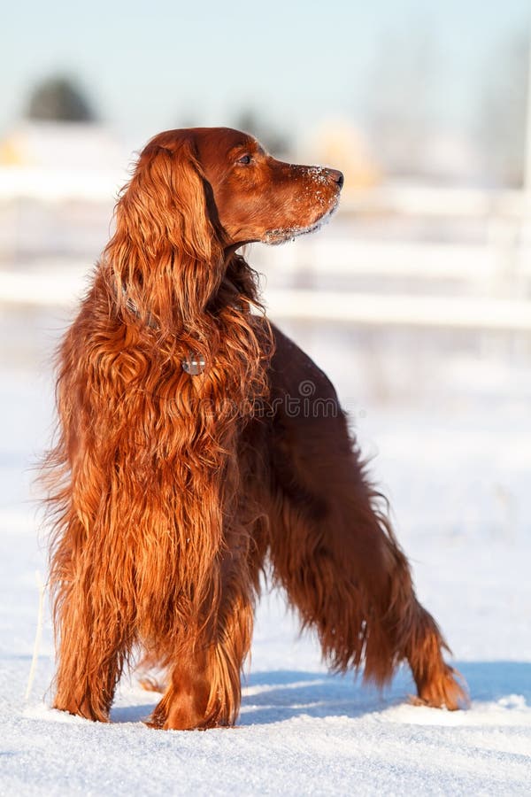 Red irish setter stock photo. Image of irish, field, snow - 29382268