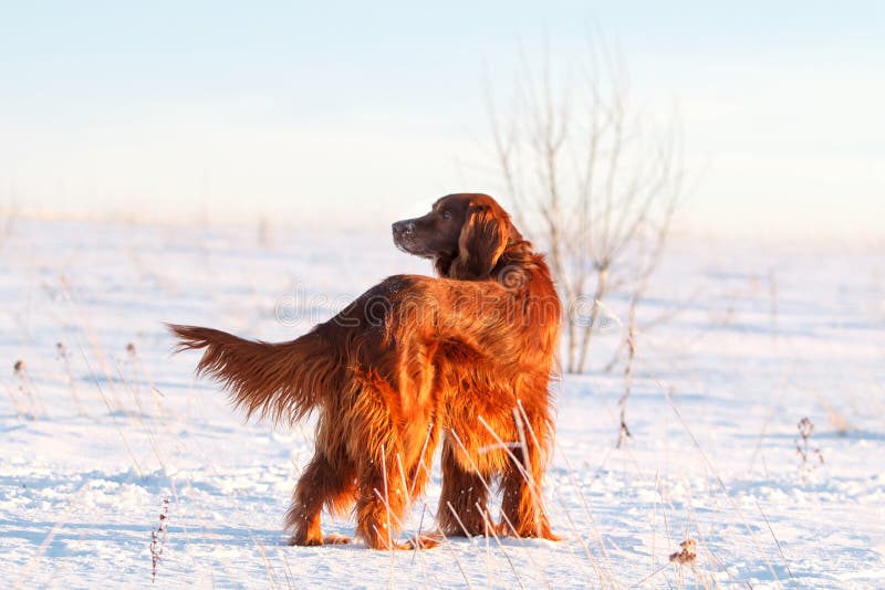Red irish setter stock image. Image of retriever, snout - 29382685