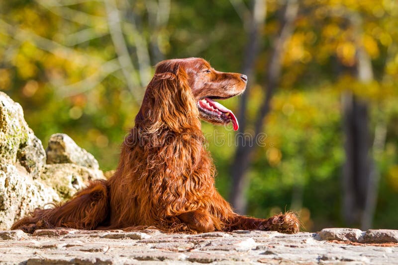 Red irish setter dog stock image. Image of park, tree - 27196377