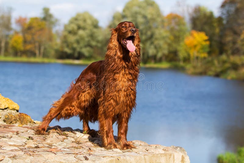 Irish setter hunting stock photo. Image of natural, running - 26818684