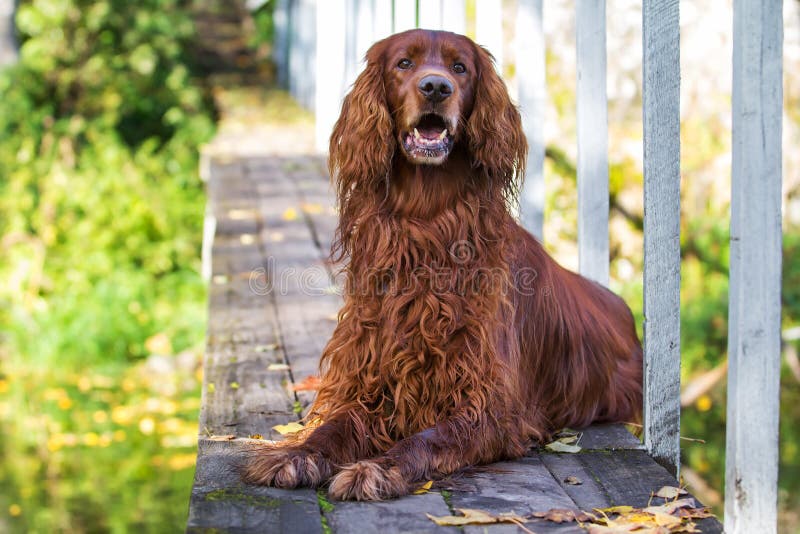 Red irish setter dog stock photo. Image of foliage, irish - 27196464