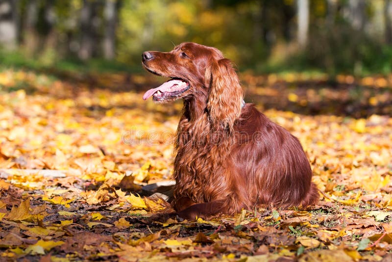 Red irish setter dog stock photo. Image of animal, autumn - 27196696