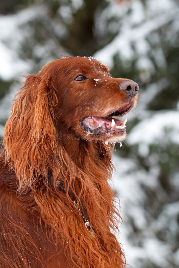 Red irish setter dog stock image. Image of animal, setter - 28563913