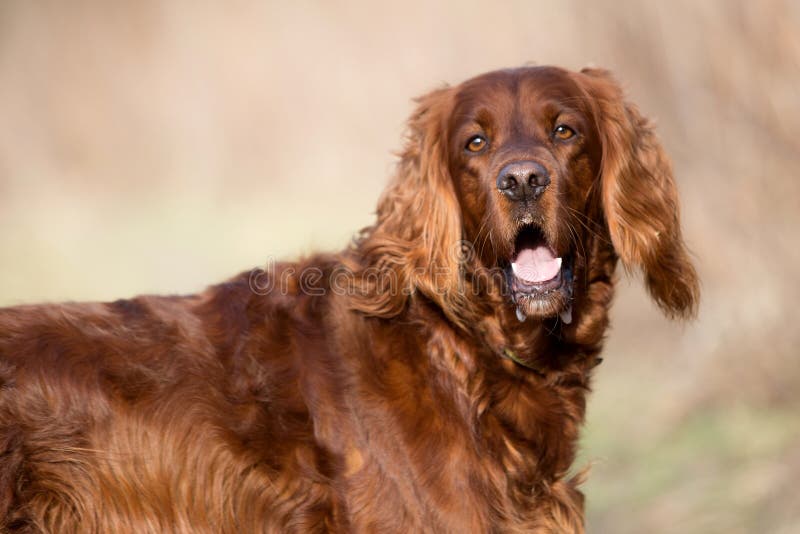 Red Irish Setter Dog, Dog for a Walk Stock Photo - Image of cute, head ...