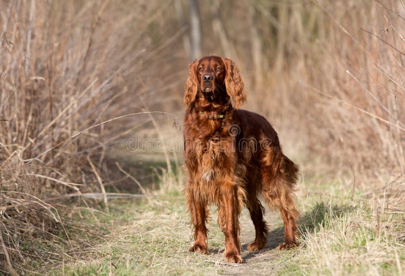 Red Irish Setter Dog, Dog for a Walk Stock Photo - Image of healthy ...