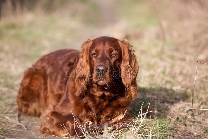 Red Irish Setter Dog, Dog for a Walk Stock Image - Image of nose ...