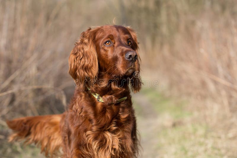 Red Irish Setter Dog, Dog for a Walk Stock Photo - Image of cute, funny ...