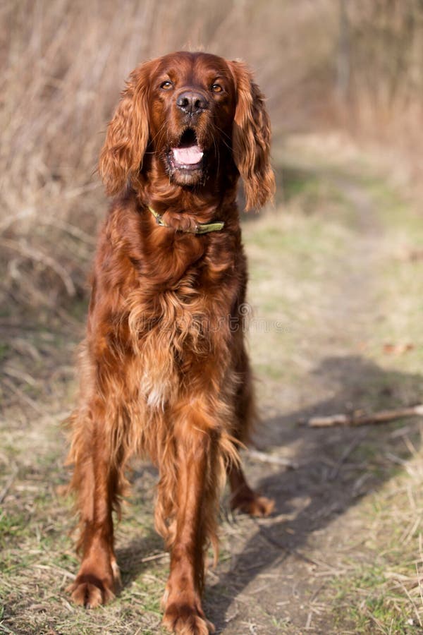 Red Irish Setter Dog, Dog for a Walk Stock Image - Image of background ...