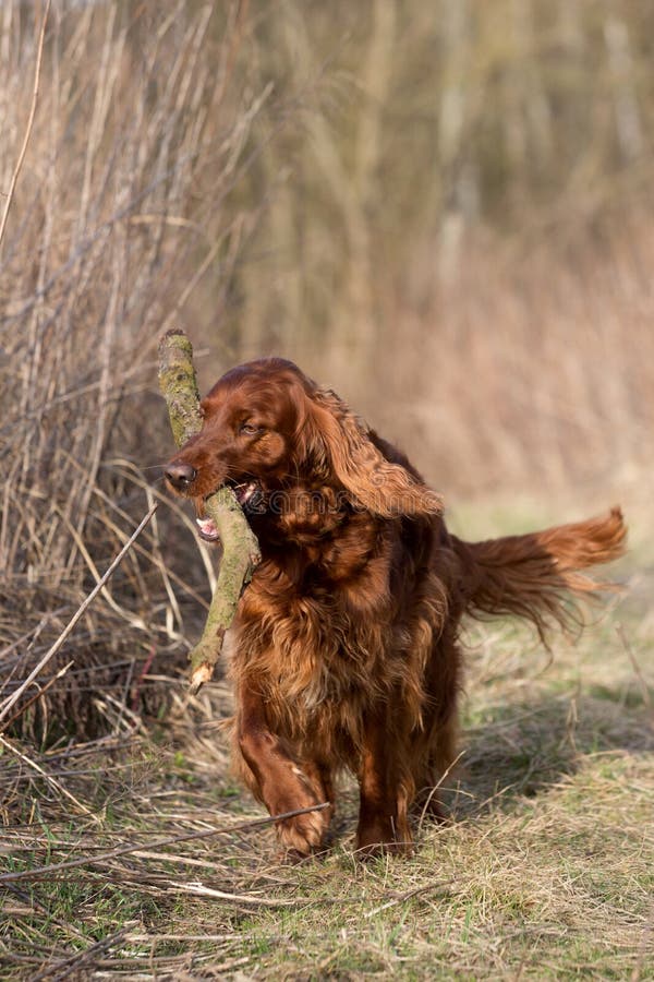 Red Irish Setter Dog, Dog for a Walk Stock Photo - Image of hound, love ...