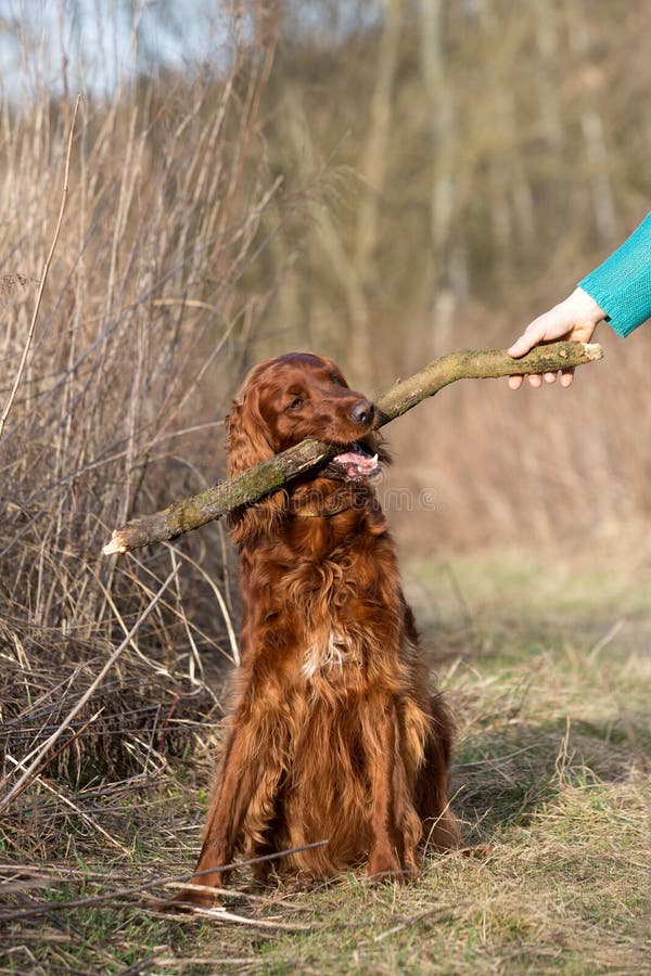 Red Irish Setter Dog, Dog for a Walk Stock Image - Image of doggy, girl ...