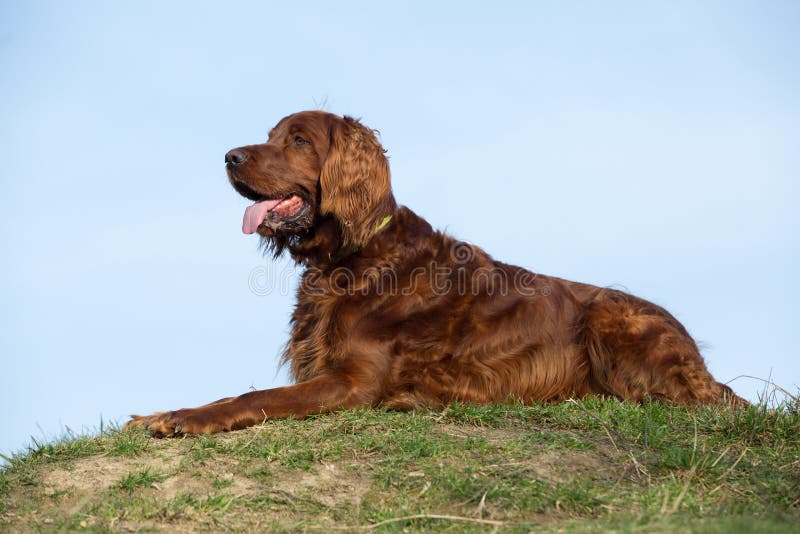 Red Irish Setter Dog, Dog for a Walk Stock Image - Image of cute, coat ...
