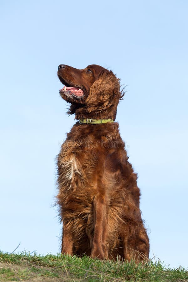 Red Irish Setter Dog, Dog for a Walk Stock Image - Image of domestic ...