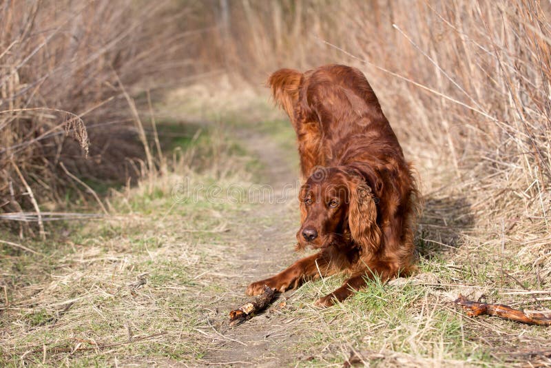 Red Irish Setter Dog, Dog for a Walk Stock Image - Image of healthy ...