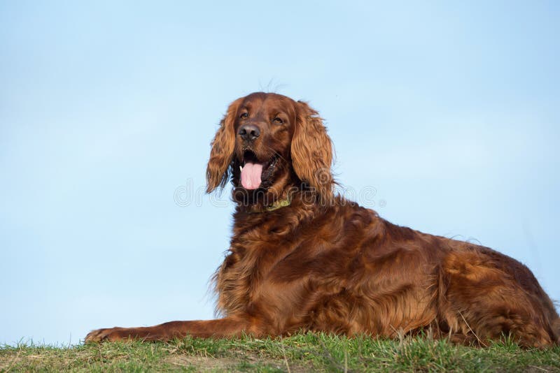 Red Irish Setter Dog, Dog for a Walk Stock Photo - Image of love, nose ...