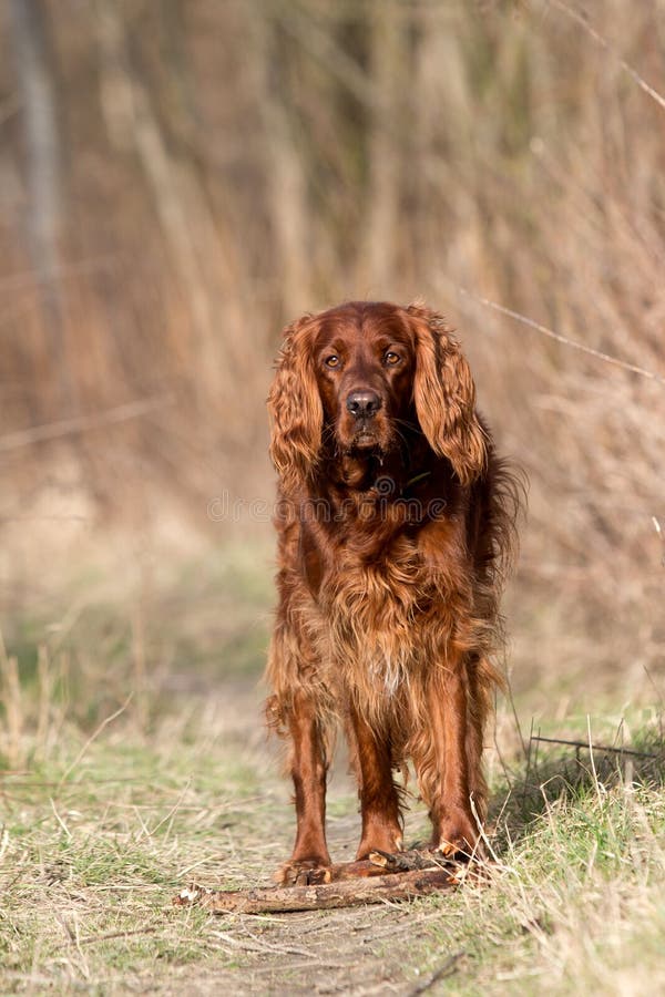 Red Irish Setter Dog, Dog for a Walk Stock Image - Image of fang, happy ...