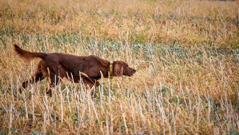 Red Irish Setter Dog in Field. Point a Bird. Stock Image - Image of ...