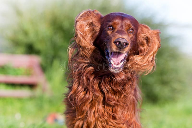 Red irish setter dog fun stock photo. Image of head, green - 26494888