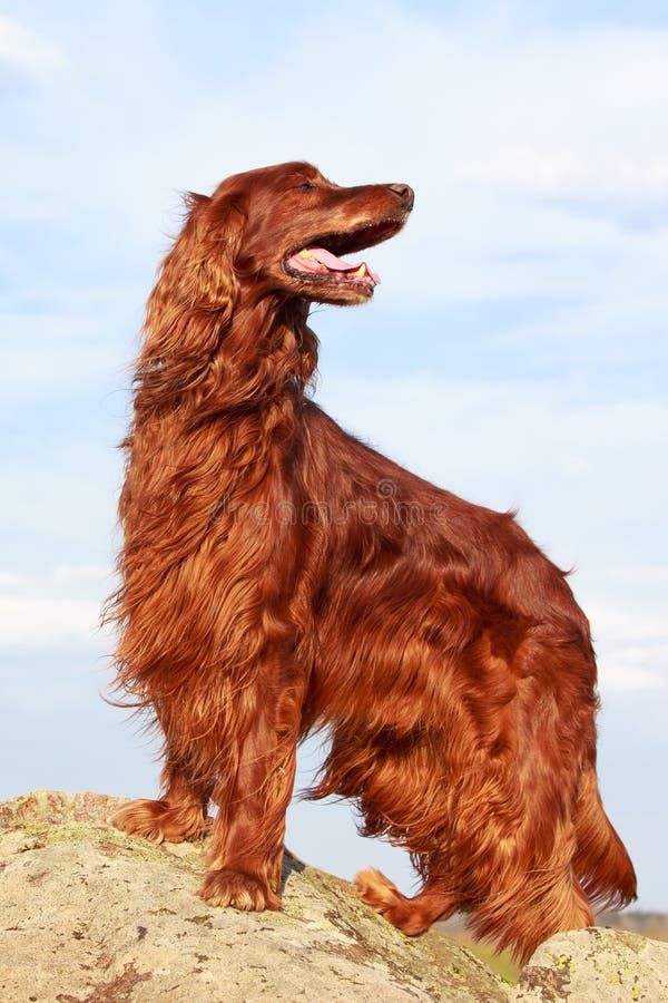 Red irish setter dog stock image. Image of irish, animal - 31395443