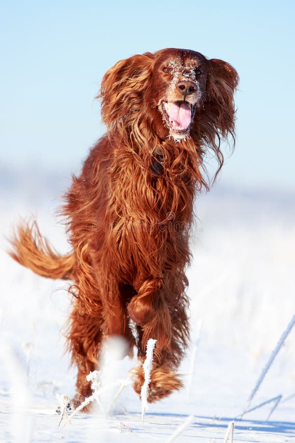 Red irish setter stock image. Image of snow, winter, animal - 30171677