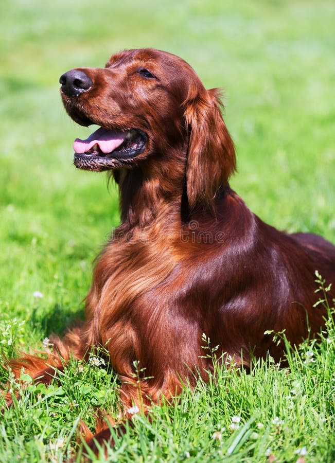 Red Irish Setter Lying on Grass Stock Image - Image of outdoor, tail ...