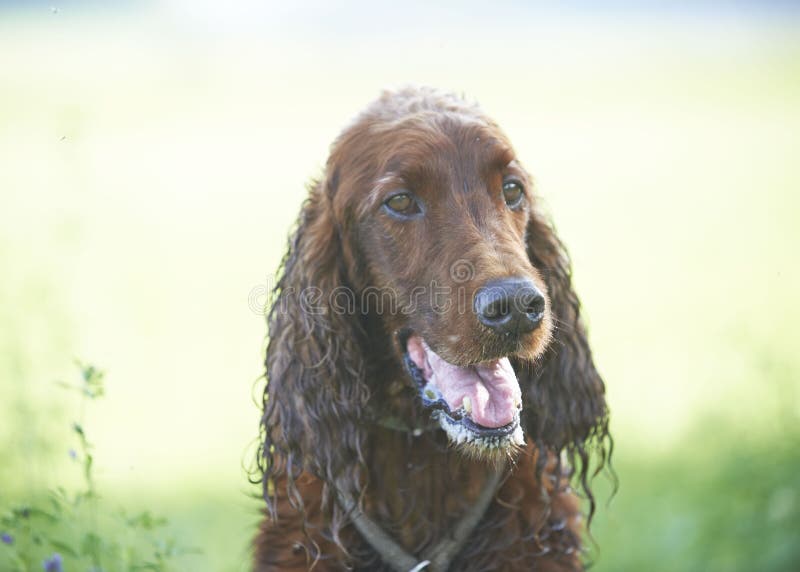 Red Irish Setter stock image. Image of nature, white - 83189809