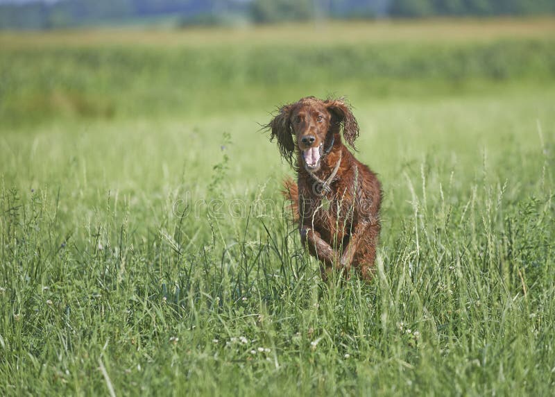 Red Irish Setter stock photo. Image of runing, white - 83190084