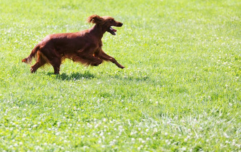 Red Irish Setter Running on Grass Stock Photo - Image of staying, tail ...
