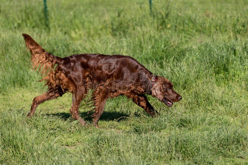 Red Irish Setter Running on Grass at Park Stock Image - Image of bred ...