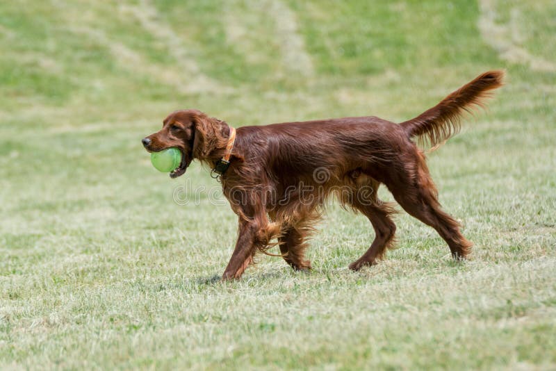 Red Irish Setter Running ,selective Focus on the Dog Stock Photo ...