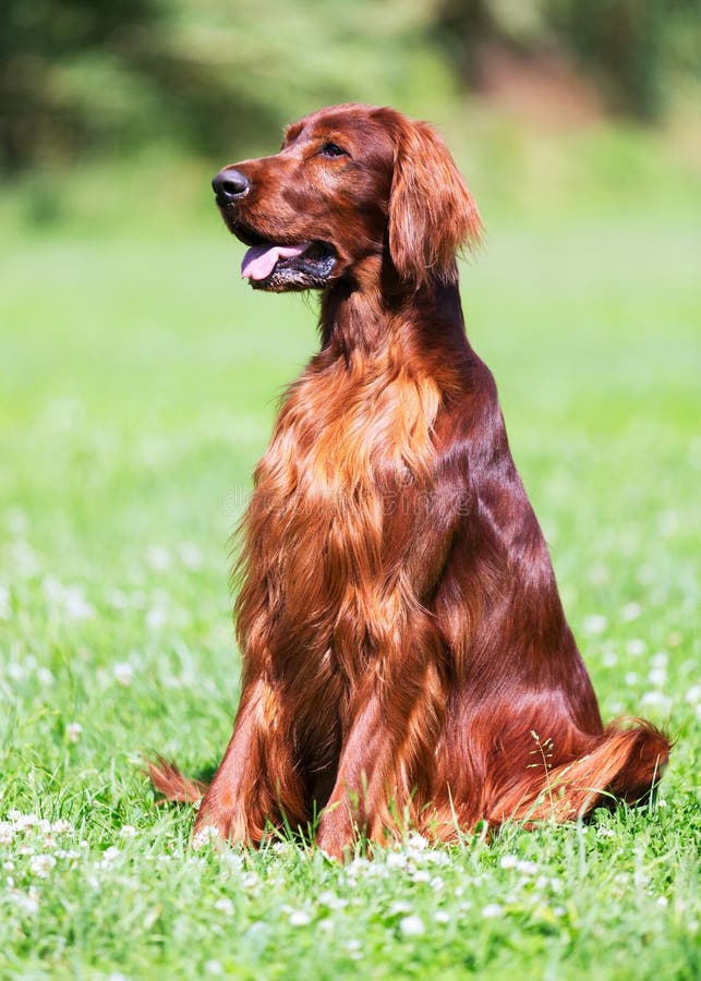 Red Irish Setter stock image. Image of outdoor, ireland - 47485787