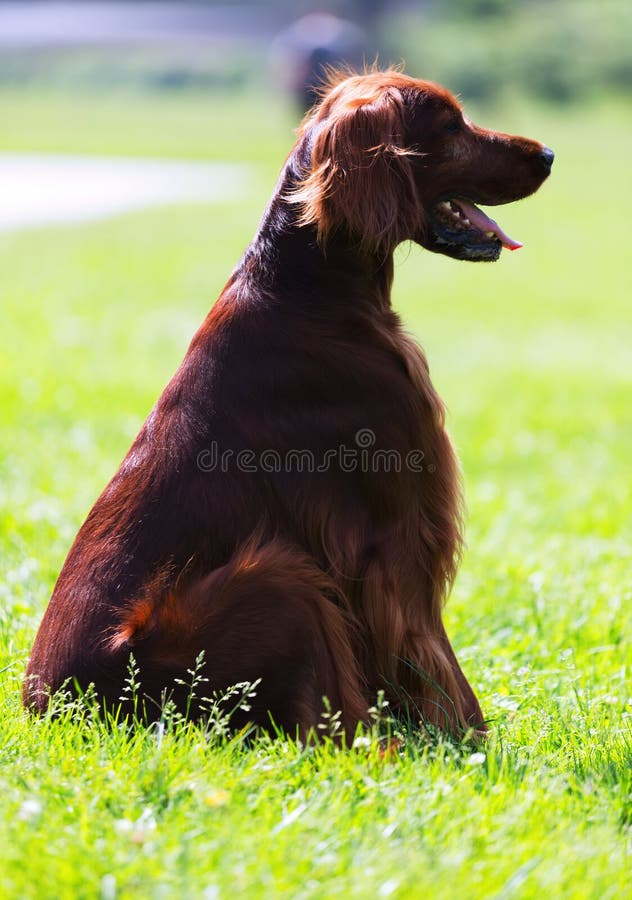 Red Irish Setter Sitting on Grass Stock Image - Image of grass, setter ...