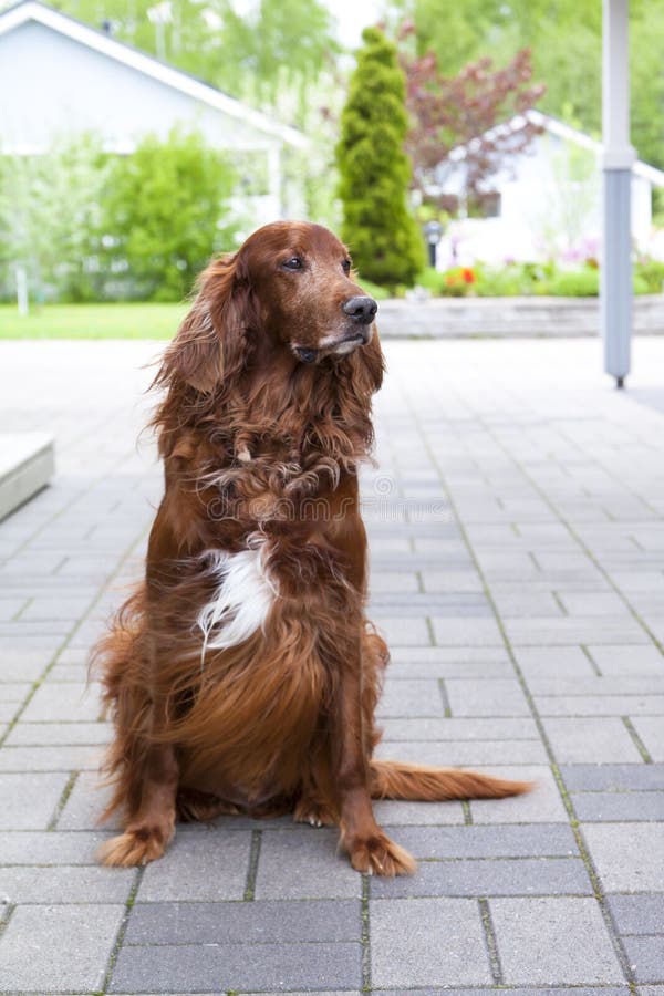 Red Irish setter stock image. Image of summer, male, looking - 76454479