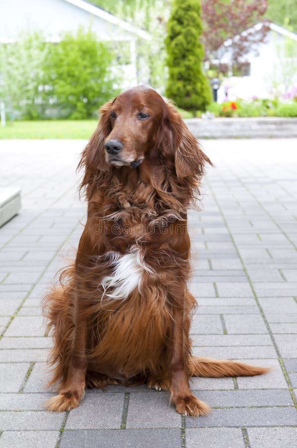 Red Irish setter stock photo. Image of irish, white, brown - 76454514