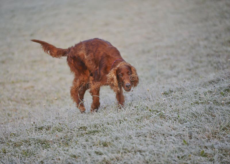 Red Irish Setter on Snow in Winter Stock Image - Image of field, frost ...