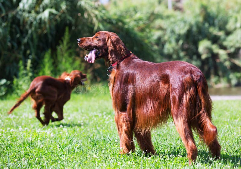 Male red irish Setter stock image. Image of healthy, hunting - 45856407