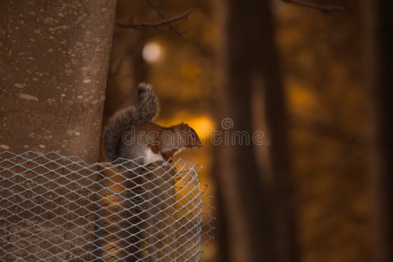 Red Irish Squirrel on a Tree Stock Image - Image of fast, quick: 170245027