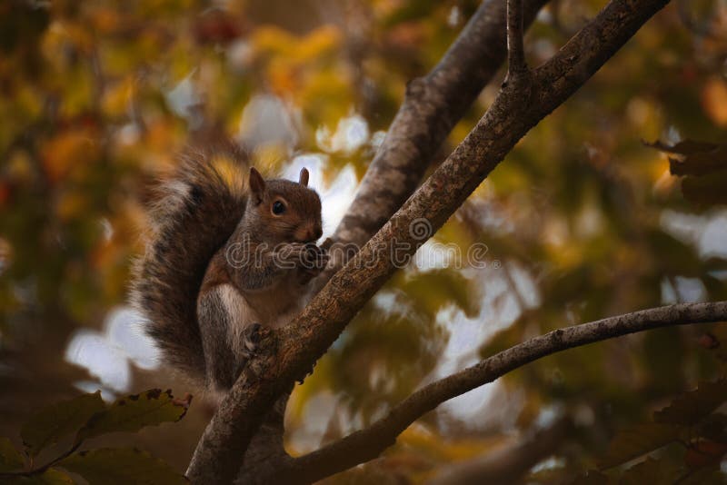 Red Irish Squirrel on a Tree Stock Photo - Image of bushy, quick: 170245018
