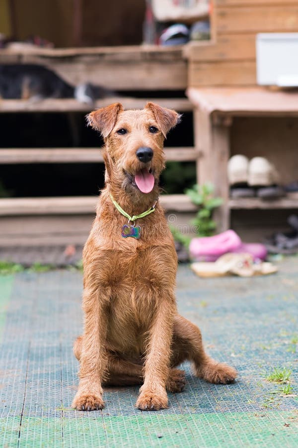 Red Irish Terrier. Dog, Pet Stock Image - Image of natural, beautiful ...
