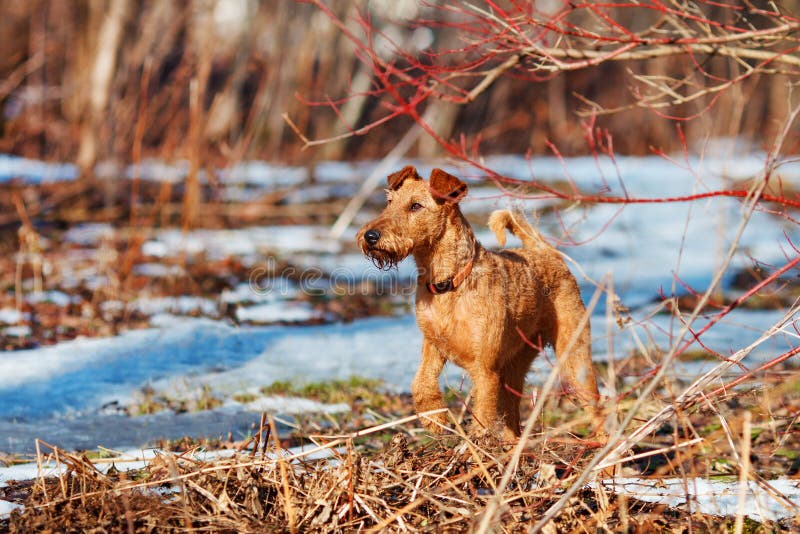 Irish Terrier Walks in the Forest in Spring Stock Photo - Image of ...