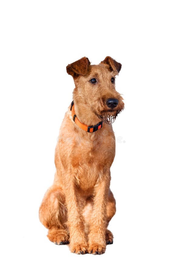Red Irish Terrier on White Background Stock Photo - Image of isolation ...