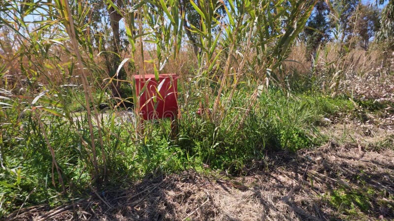 Red Fire Box among Tall Reeds in Fire-risk Forest Stock Video - Video ...