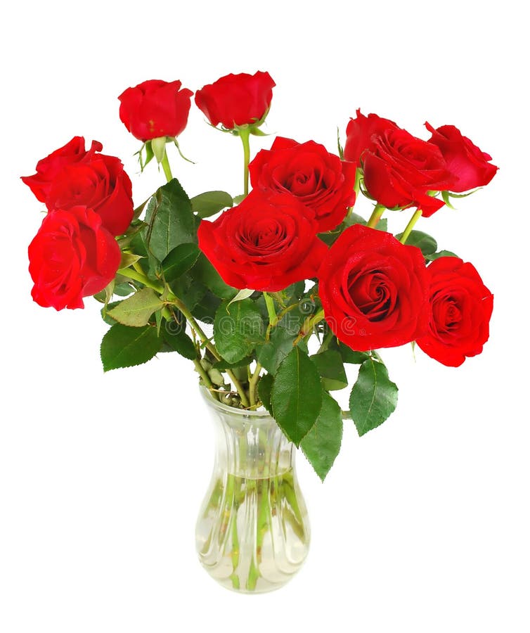 Red roses stock photo. Image of love, romantic, isolated - 16306124
